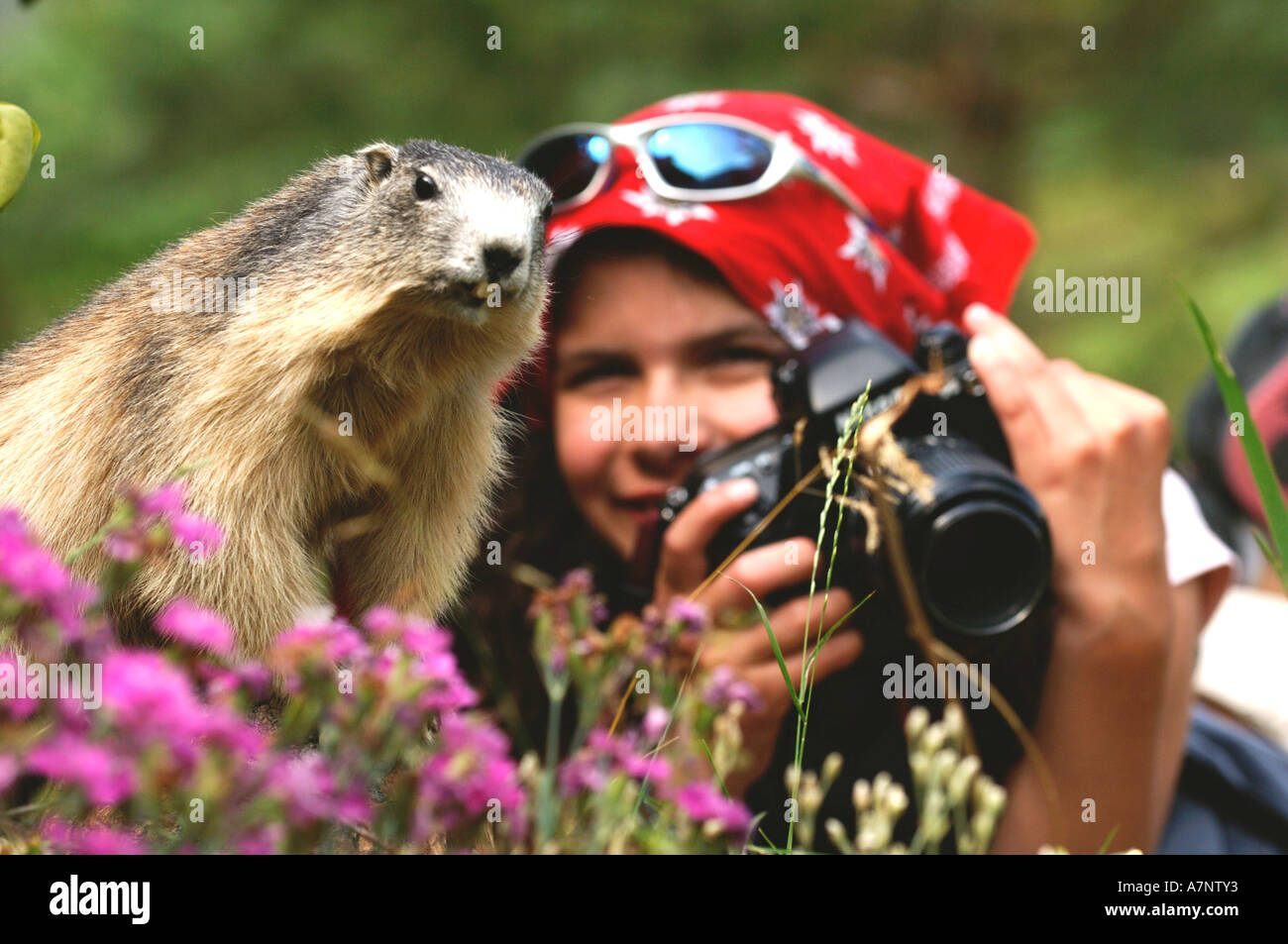 Marmots and human hi-res stock photography and images - Alamy