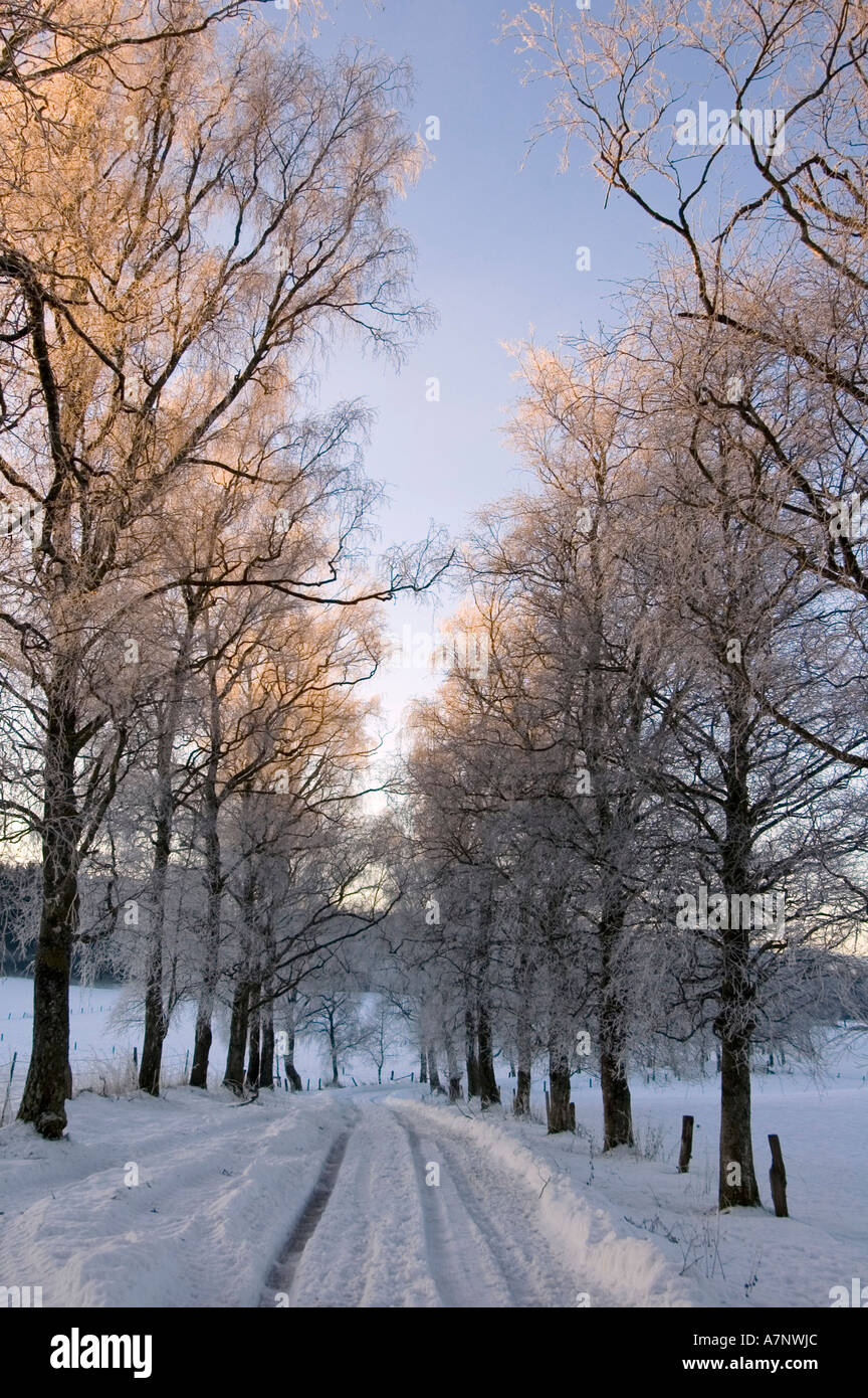 Frosty icy snowy Alley in the first morning sunlight Stock Photo - Alamy