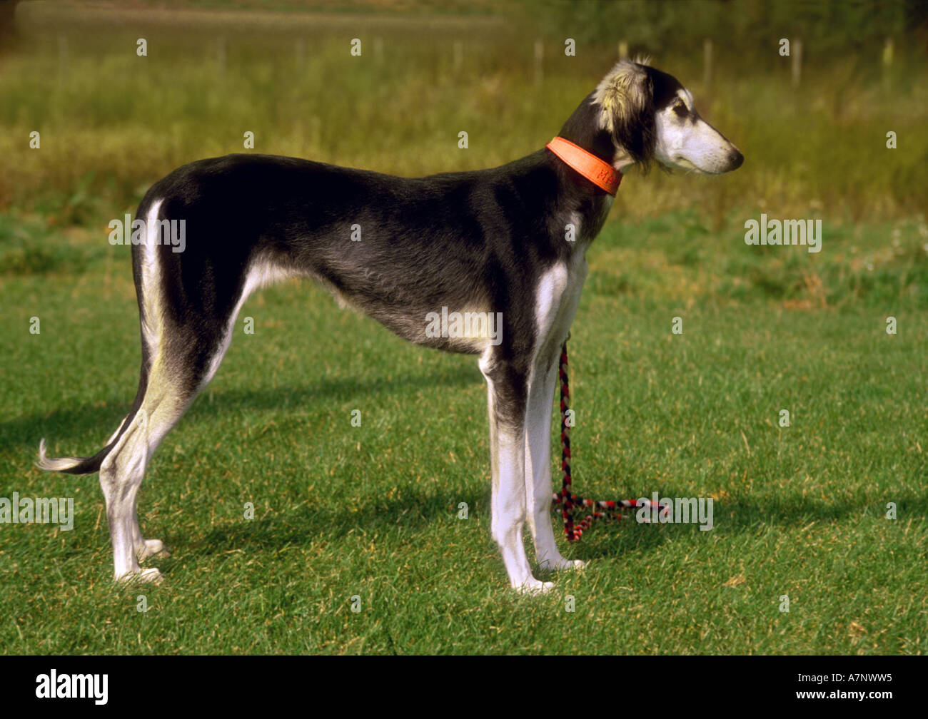 Does A Saluki Need A Collar