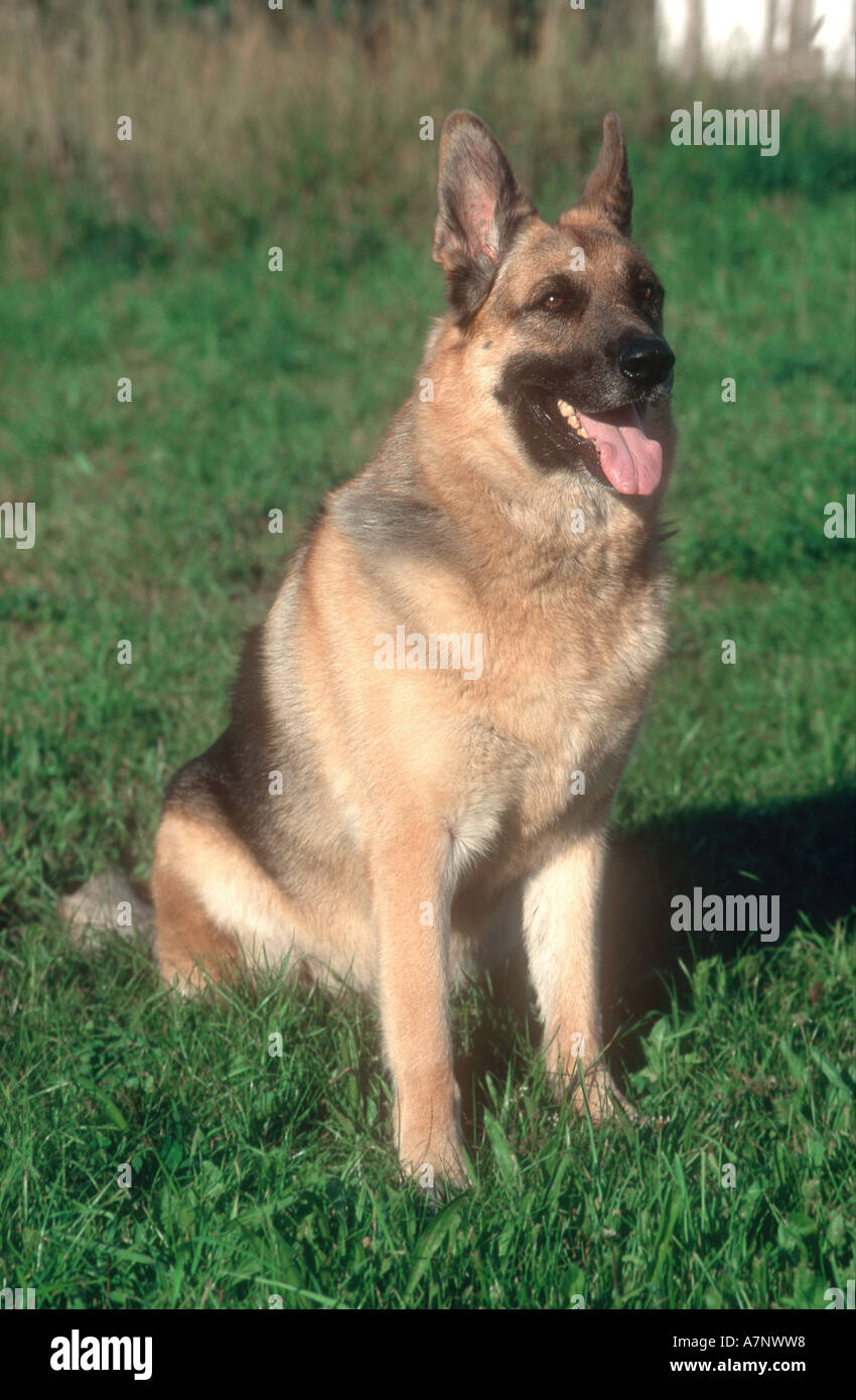 German Shepherd Dog (Canis lupus f. familiaris), sitting on meadow ...
