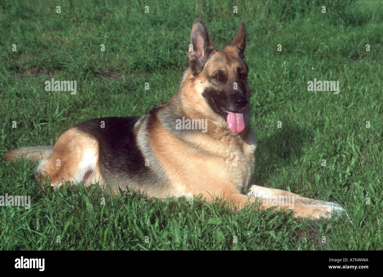 German Shepherd Dog (Canis lupus f. familiaris), lying on meadow Stock ...