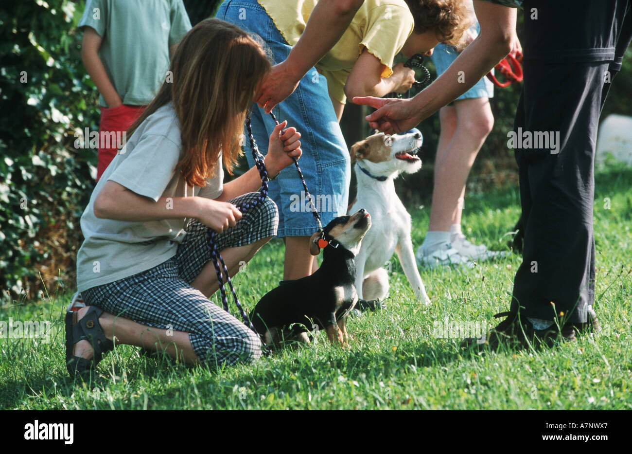 Puppies at school hi-res stock photography and images - Alamy