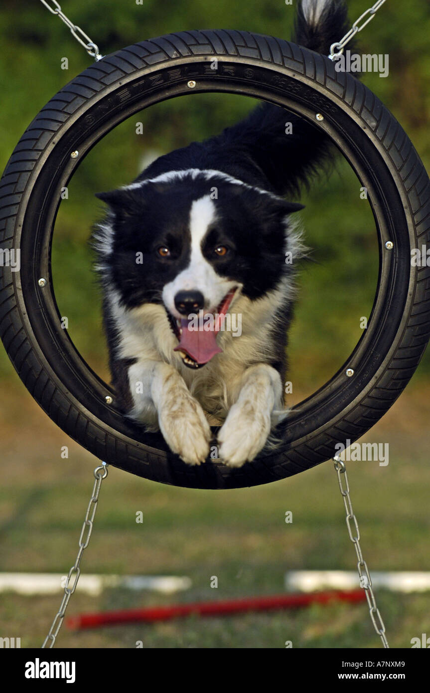 Dog jumps l hi-res stock photography and images - Alamy