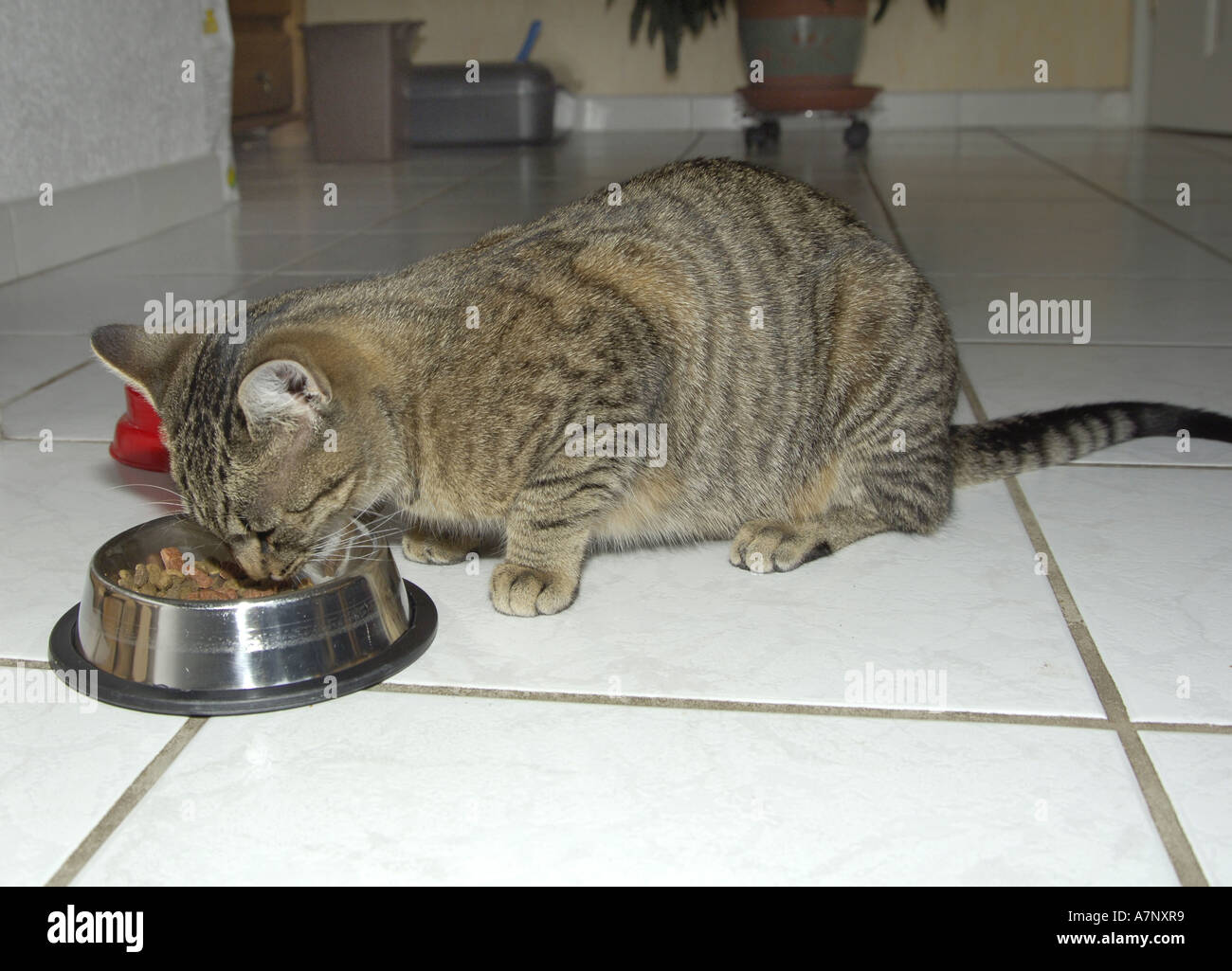 Cat eating hi-res stock photography and images - Alamy