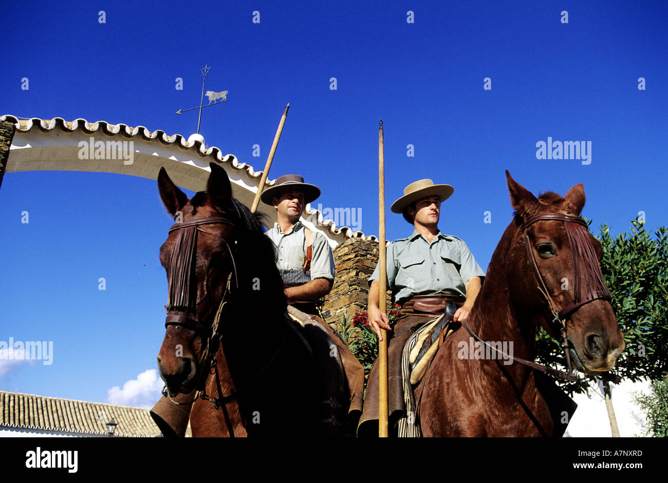 Spain, Andalusia, Sevilla area, bull breeding in La Caleta Hacienda ...