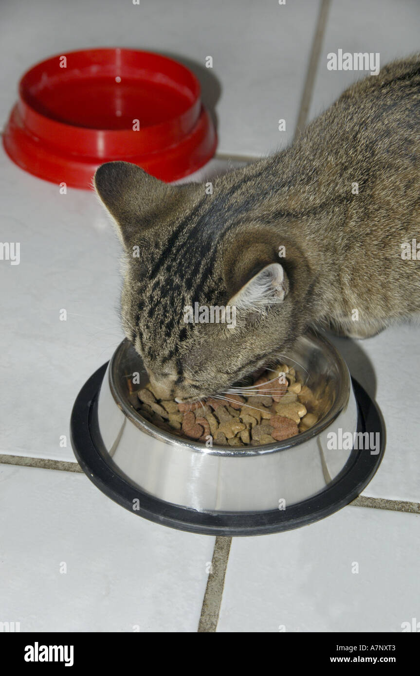 Tabby cat eats food from hi-res stock photography and images - Alamy