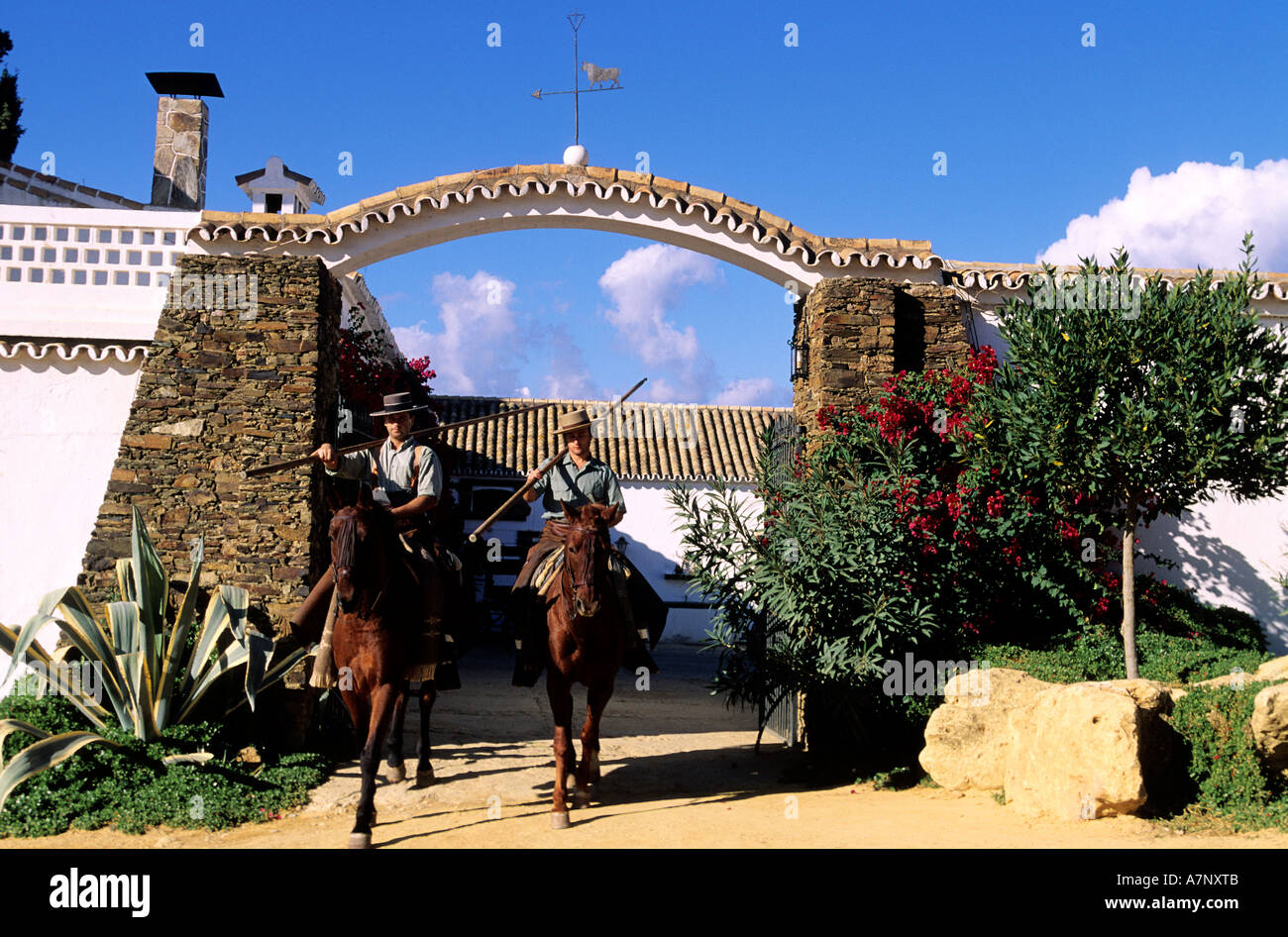 Spain, Andalusia, bull breeding in La Calata Hacienda (farm Stock Photo ...