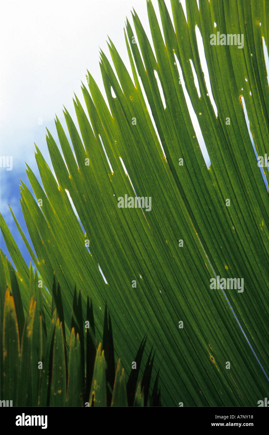 Palm leaves in Puerto Rico Stock Photo - Alamy