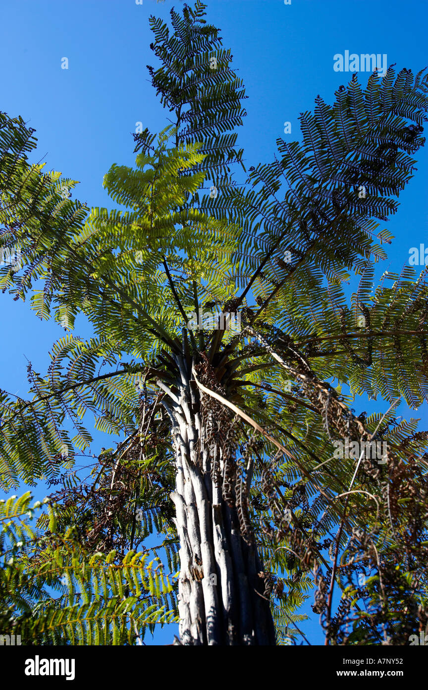 Punga New Zealand tree fern Stock Photo - Alamy