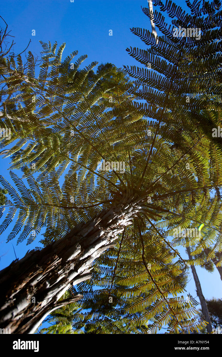 Punga New Zealand tree fern Stock Photo - Alamy