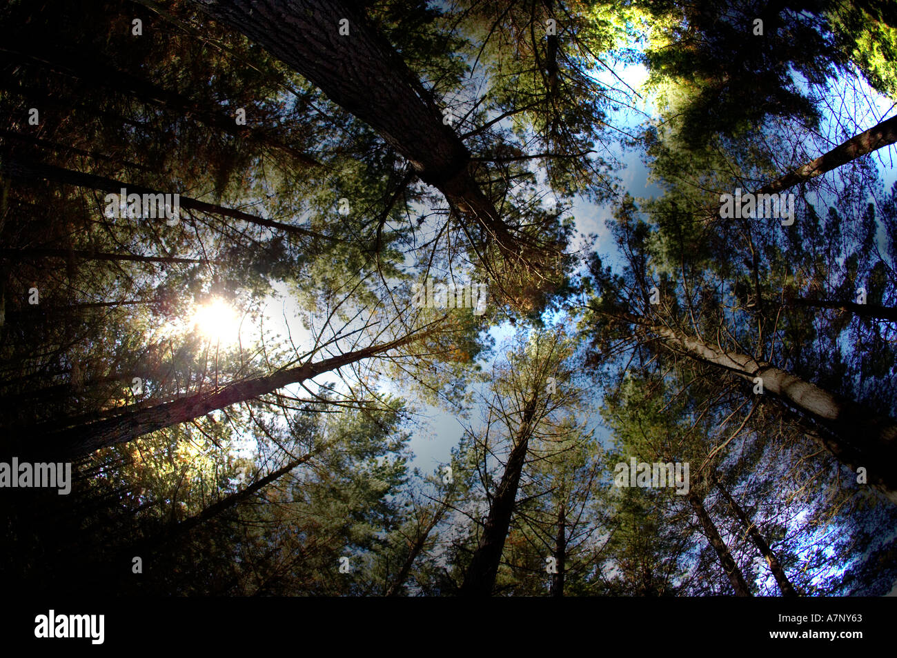 Sun through pine trees New Zealand tree fern Stock Photo - Alamy