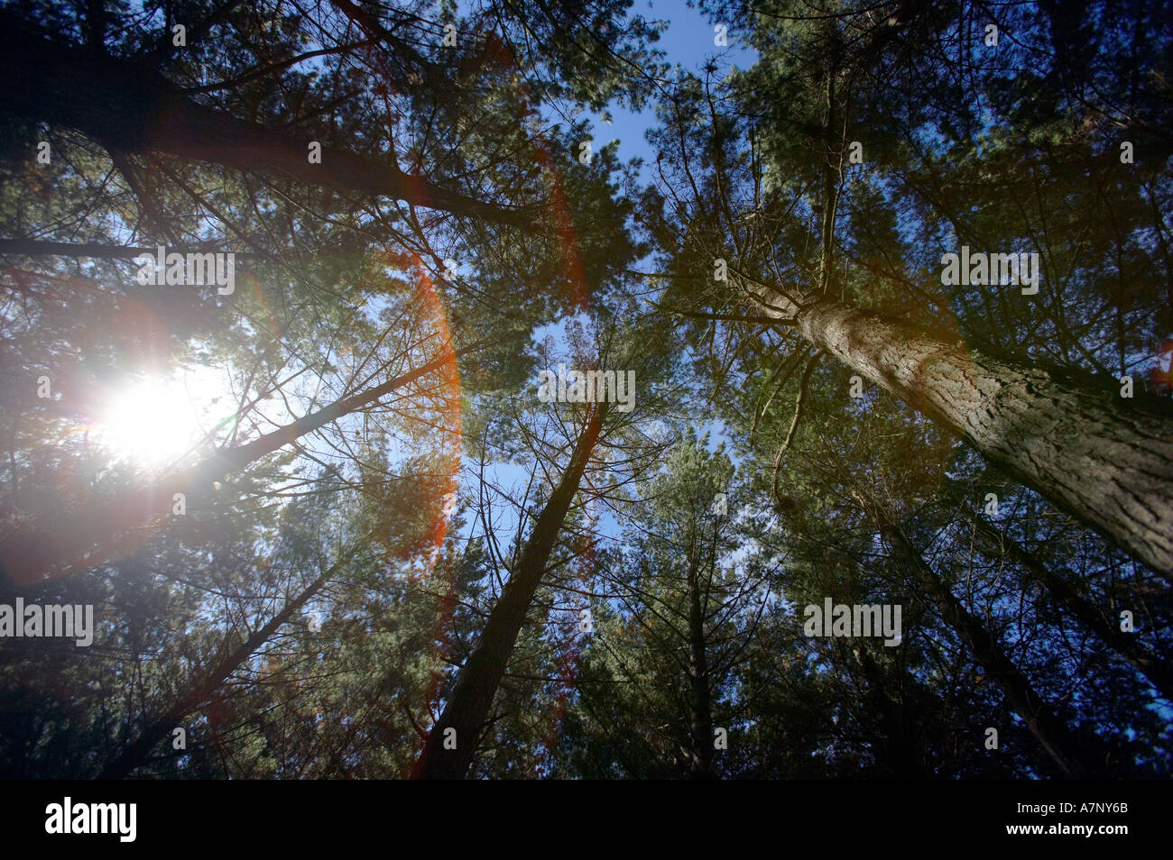 Sun through pine trees New Zealand tree fern Stock Photo - Alamy