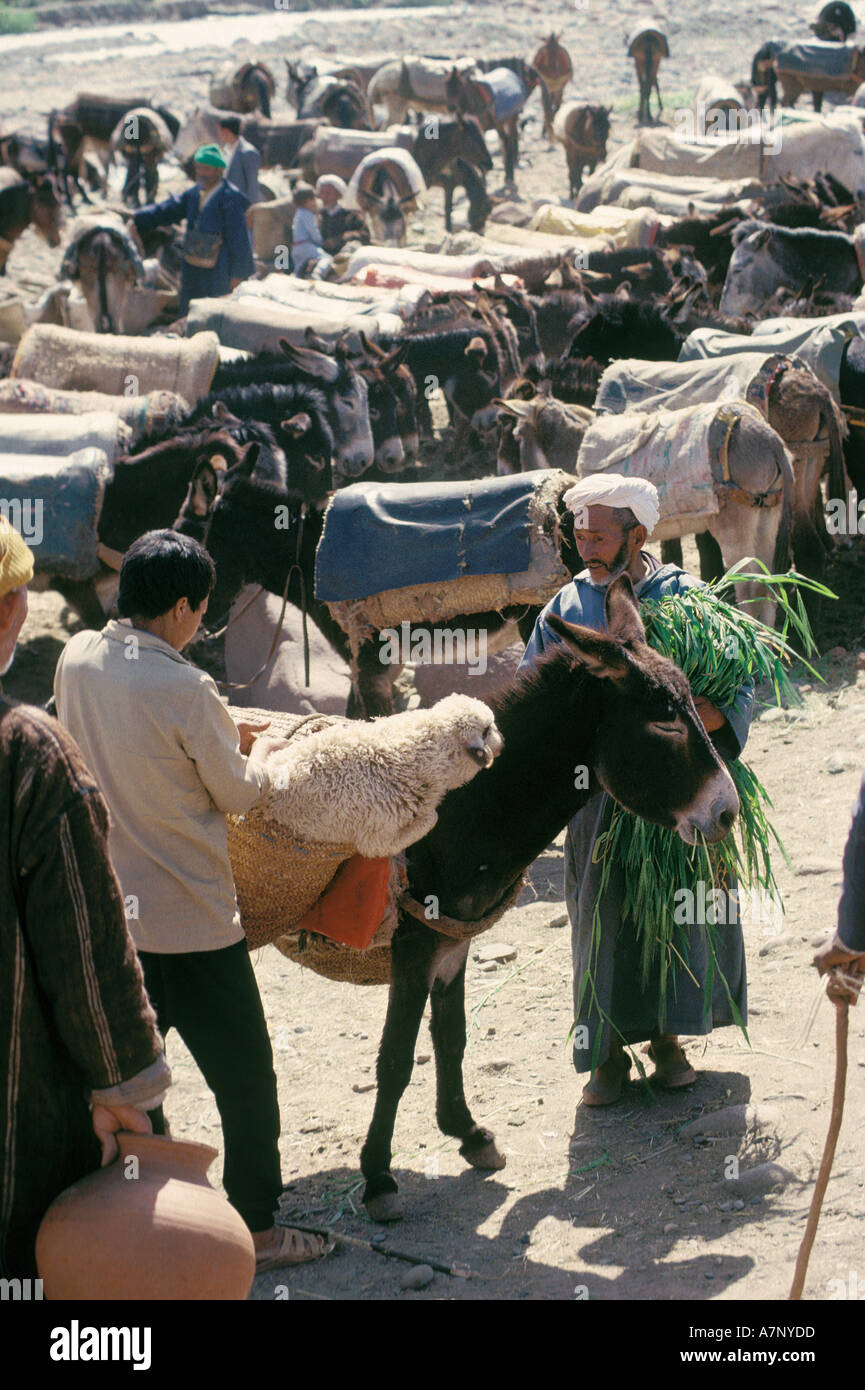 Arab man on donkey hi-res stock photography and images - Alamy