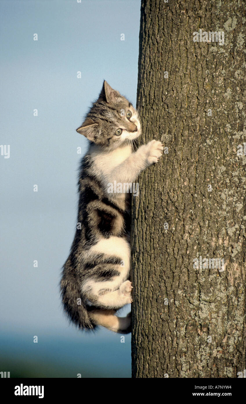 domestic cat, house cat (Felis silvestris f. catus), holding on to a ...