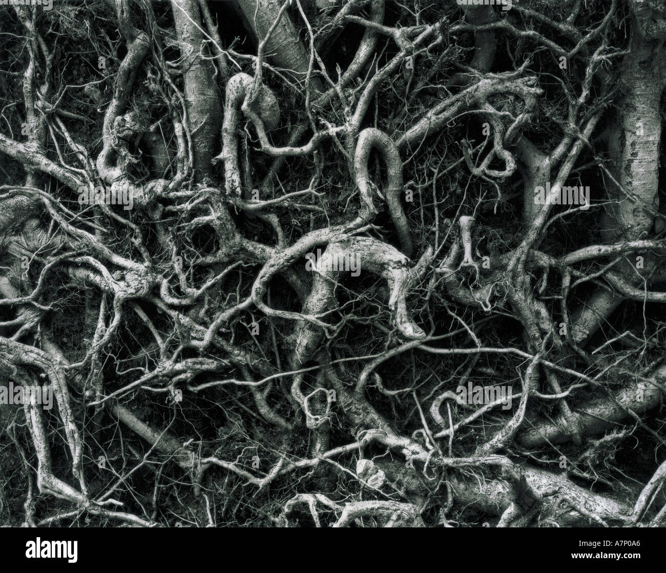 Fallen oak tree root patterns Paisley Scotland UK Stock Photo - Alamy