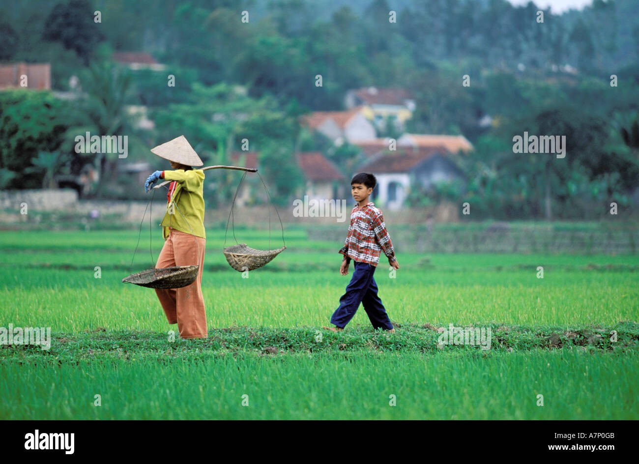 Vietnam, Hanoi province, Halong region Stock Photo - Alamy