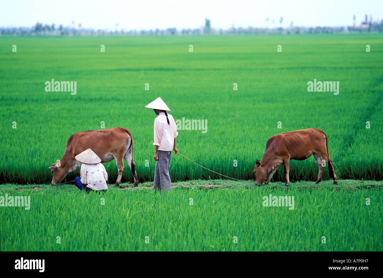 Vietnam, Hanoi province, Halong region Stock Photo - Alamy