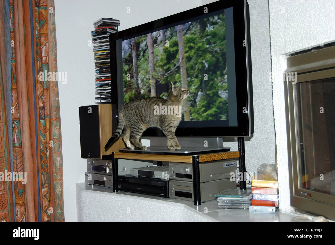 domestic cat, house cat (Felis silvestris f. catus), sitting in front ...