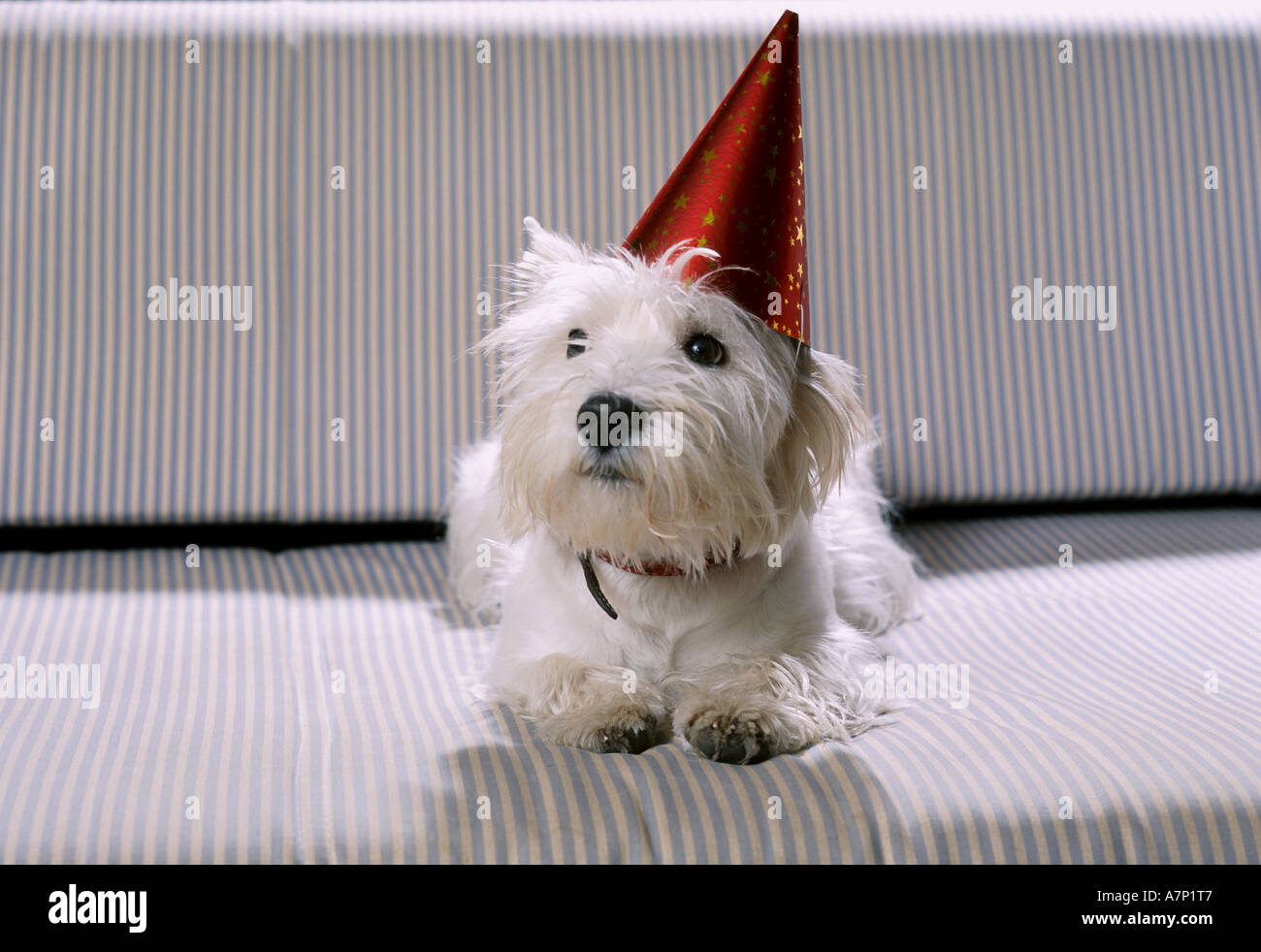 indoor flat salon close up sofa dog lie cap party fun celebrate ...