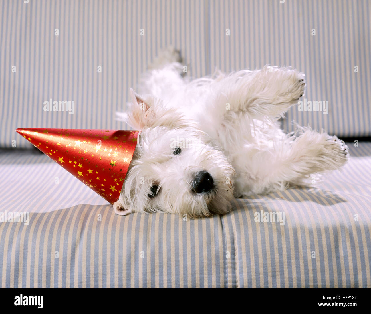 indoor flat salon close up sofa dog lie cap party fun play celebrate ...