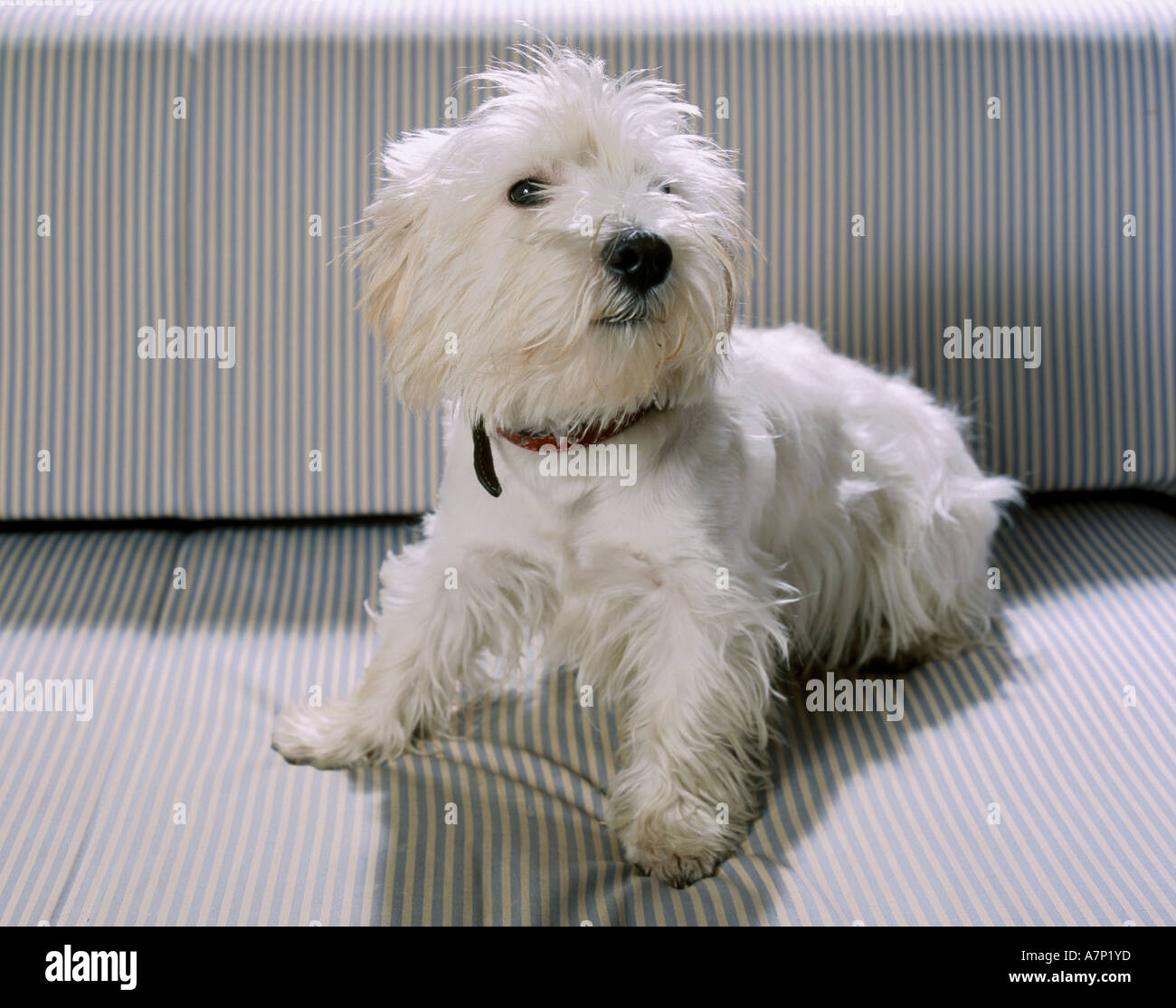 Lie sit hi-res stock photography and images - Alamy