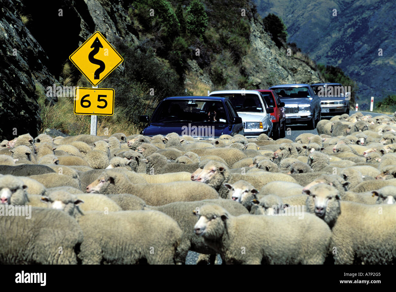 Sheep new zealand car hi-res stock photography and images - Alamy