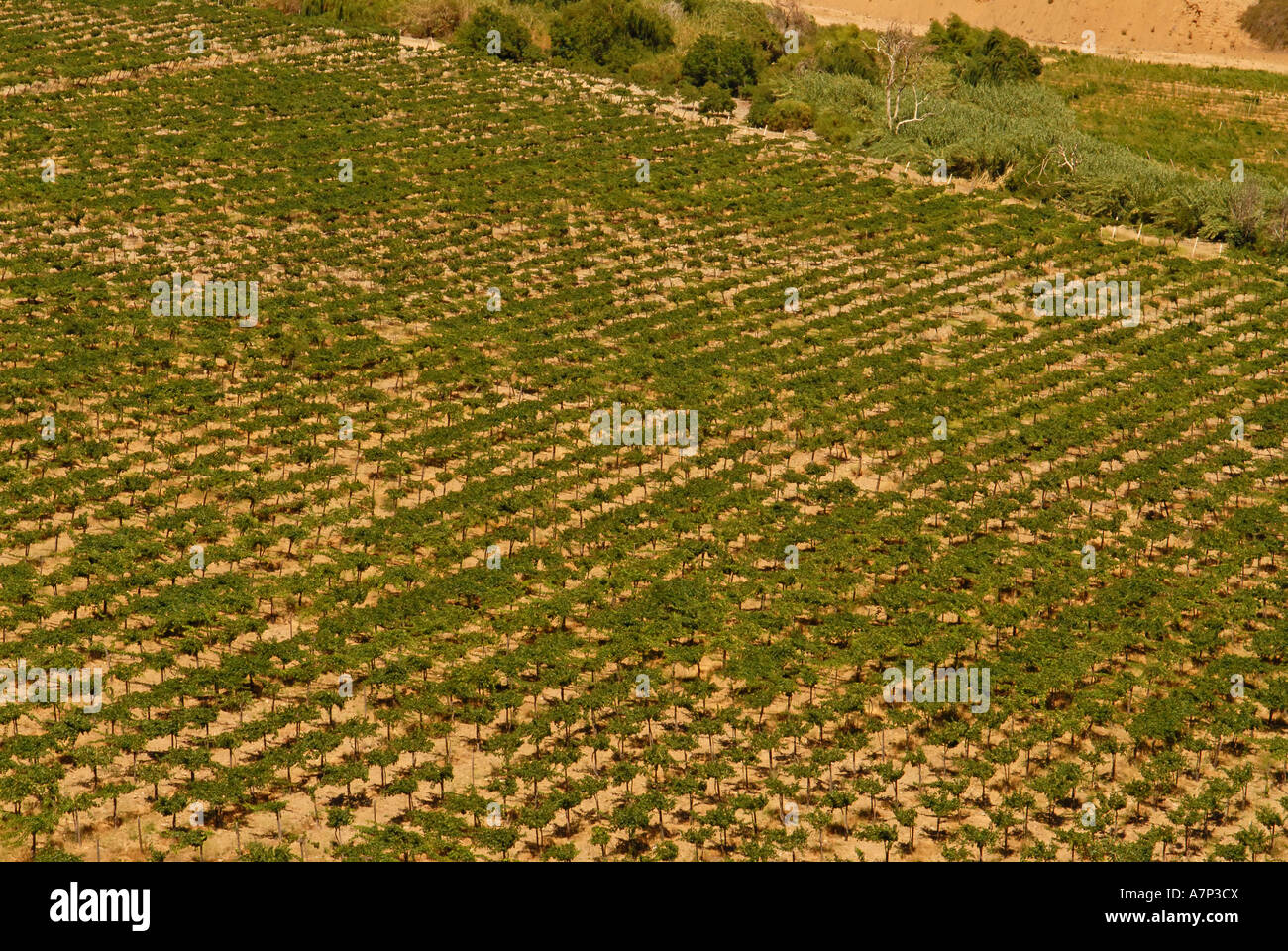 Vineyard elqui valley hi-res stock photography and images - Alamy