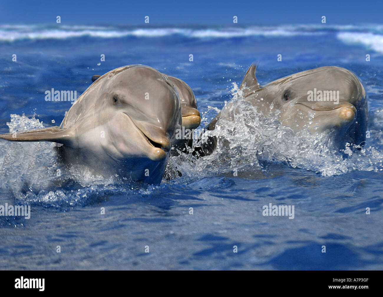 Side view dolphin eye camera hi-res stock photography and images - Alamy