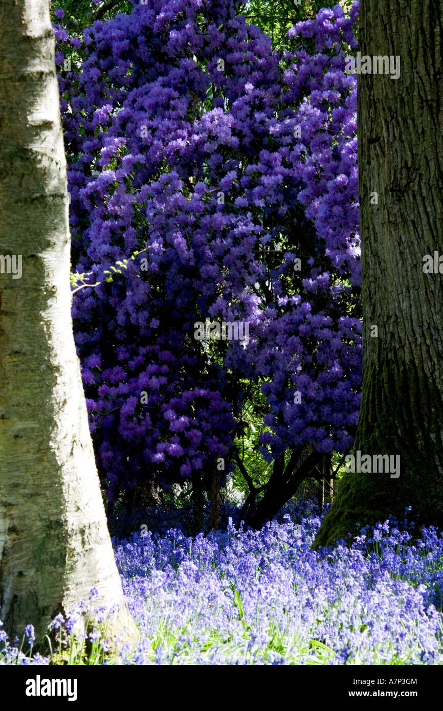 Purple rhododendron and bluebells at Bowood House Rhododendron Walks ...