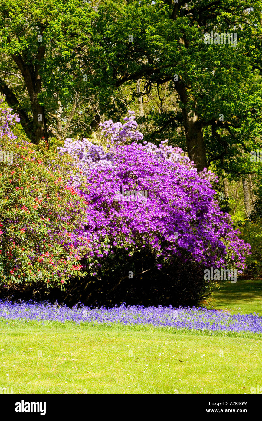 Purple rhododendron and bluebells at Bowood House Rhododendron Walks ...