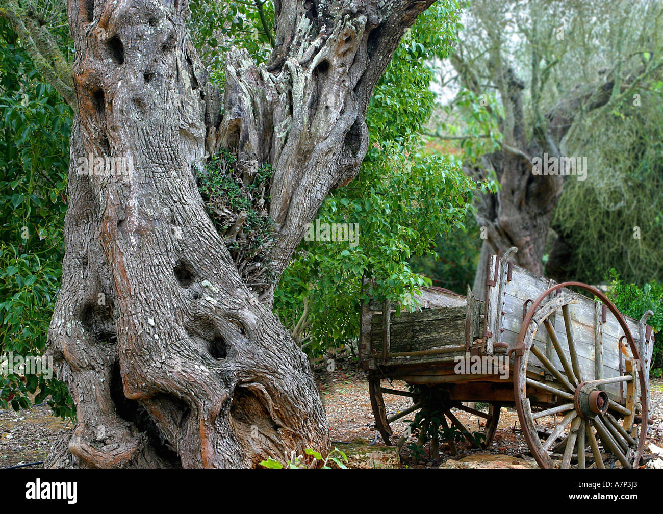olive tree (Olea europaea), mit rotten wodden cart Stock Photo - Alamy