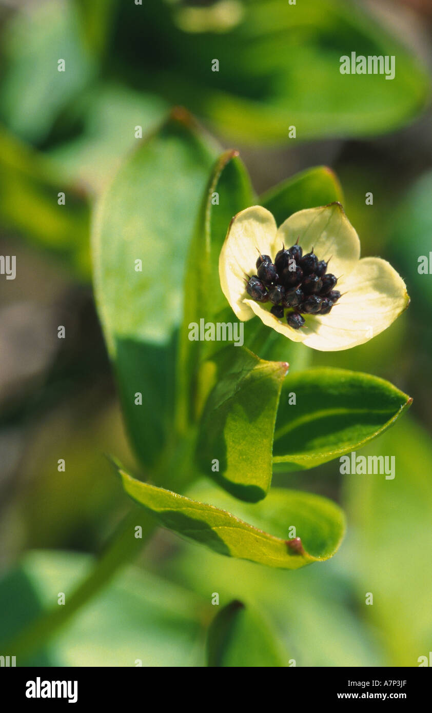 dwarf cornel, dogwood (Cornus suecica), blooming, Norway Stock Photo ...
