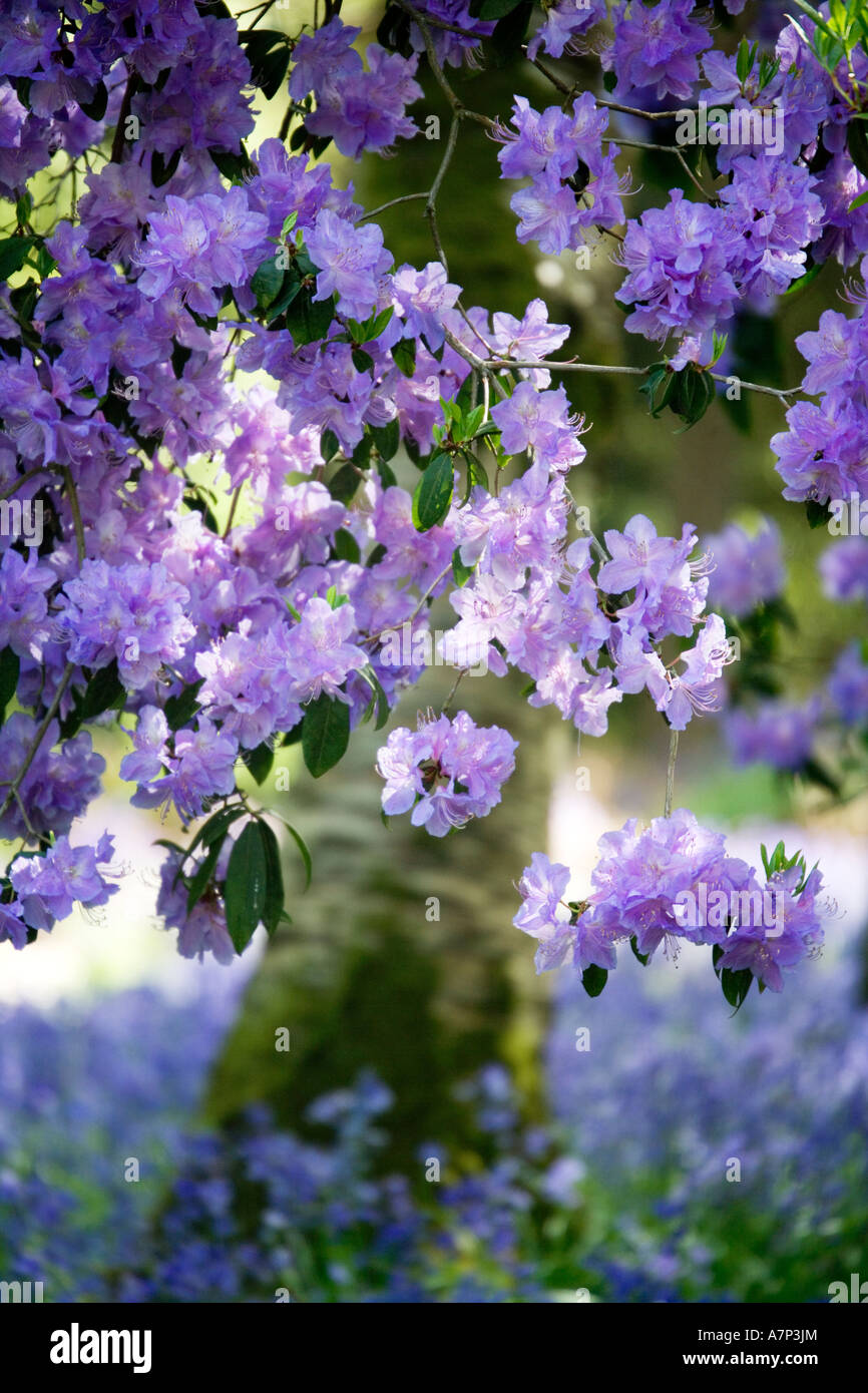 Purple rhododendron tree and bluebells at Bowood House Rhododendron ...