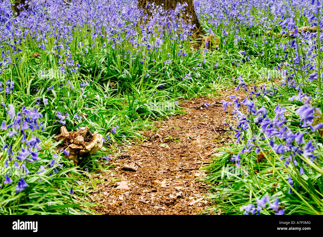 Bluebells in Hagbourne Copse Hyacinthoides non-scripta Also known as ...