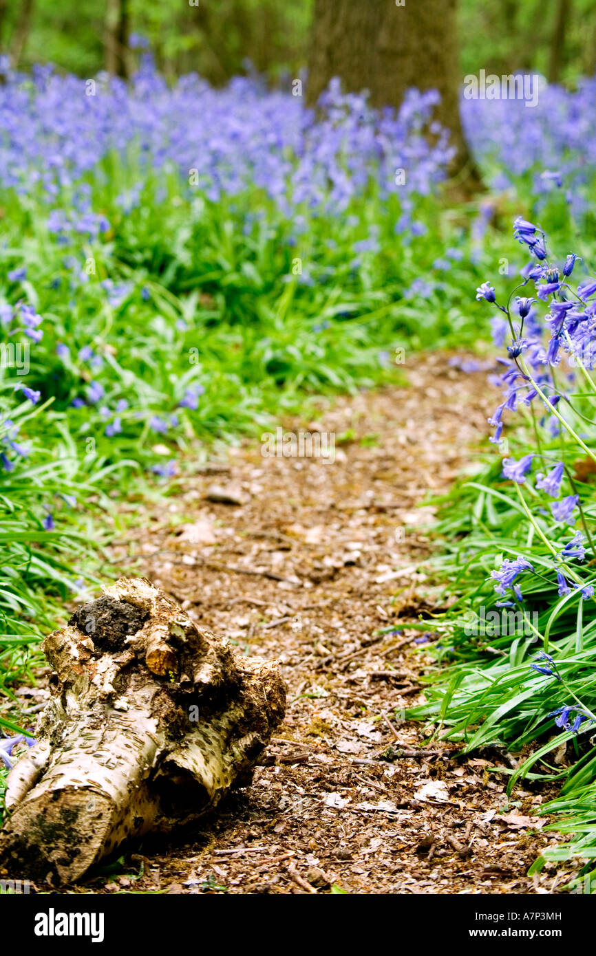 Bluebells in Hagbourne Copse, Hyacinthoides non-scripta, also known as ...
