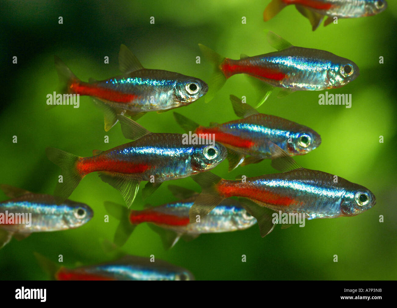 neon tetra (Paracheirodon innesi, Hyphessobrycon innesi), shoal Stock ...