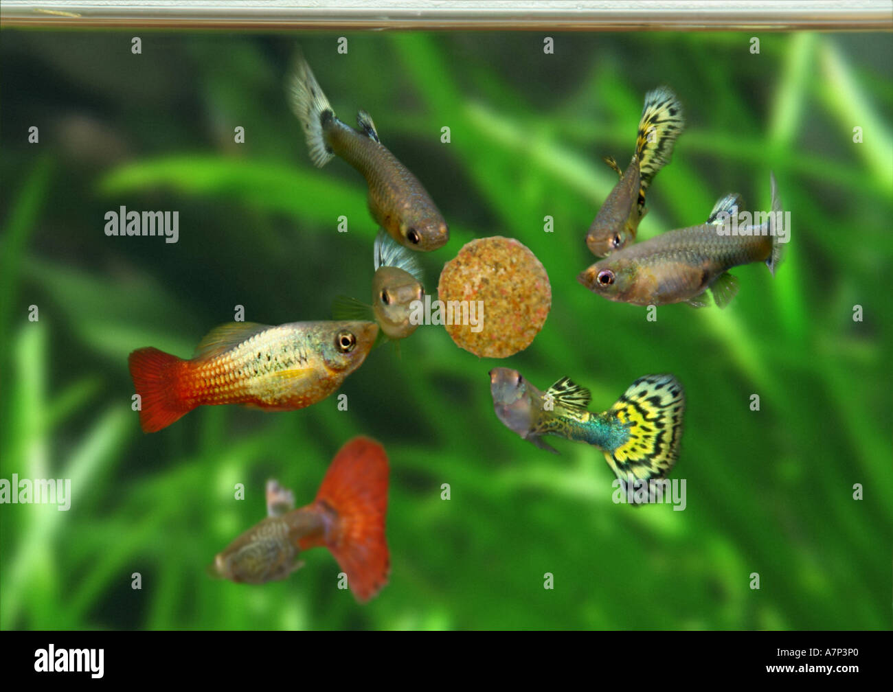 Guppy and platy hi-res stock photography and images - Alamy