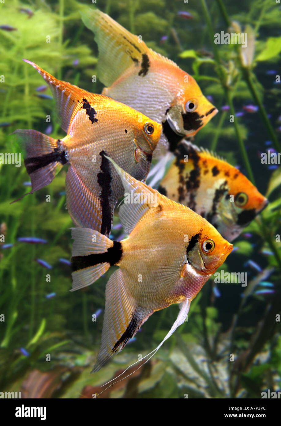 freshwater angelfish, longfin angel fish, black angelfish, scalare ...