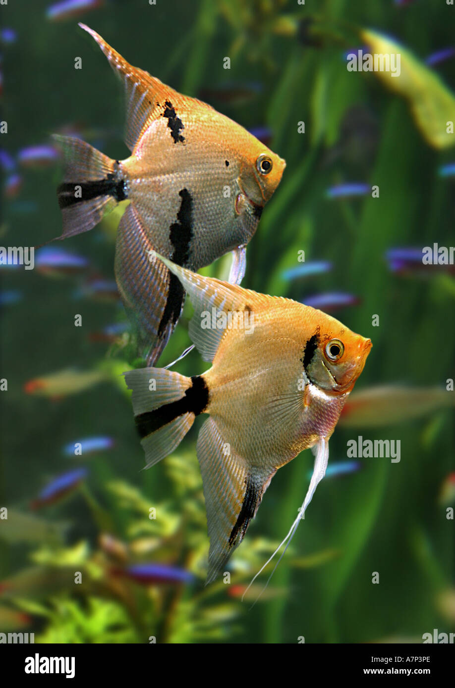 freshwater angelfish, longfin angel fish, black angelfish, scalare ...