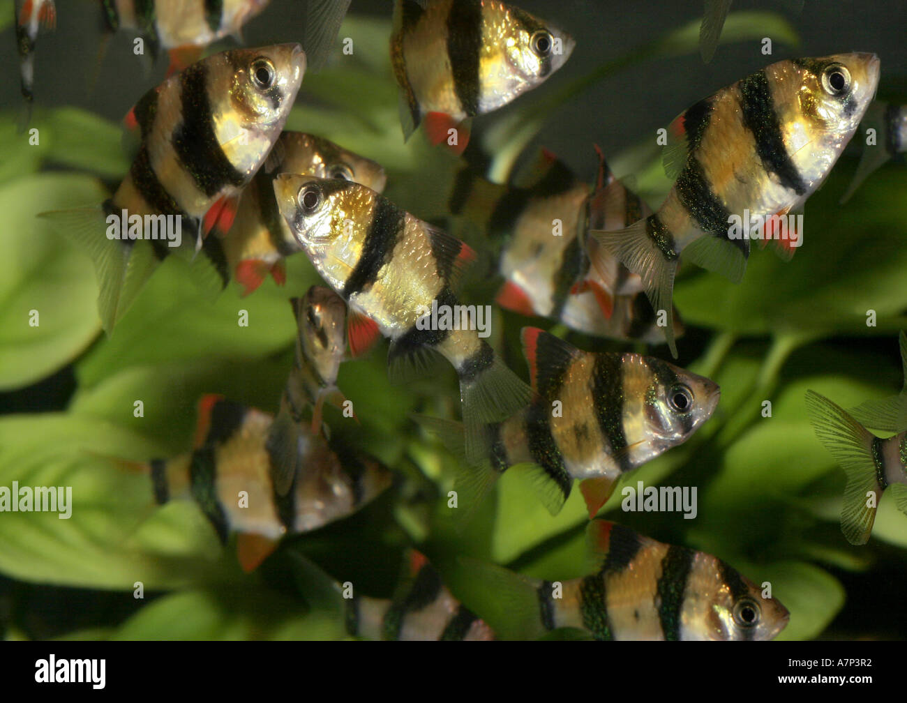 Sumatra barb, tiger barb (Puntius tetrazona (Barbus tetrazona)), swarm ...