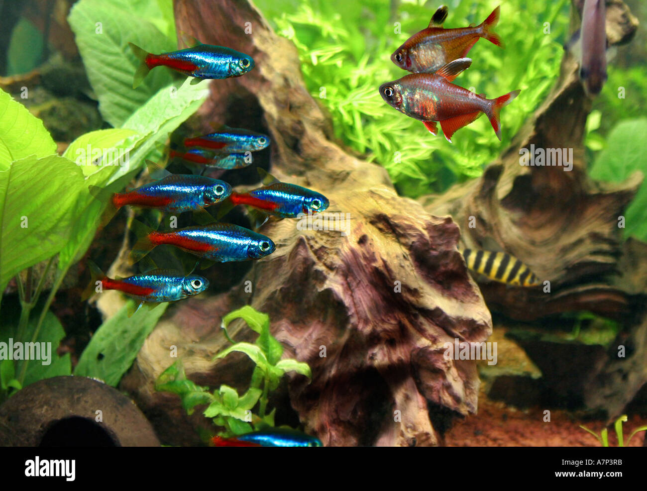 neon tetra (Paracheirodon innesi, Hyphessobrycon innesi), swarm Stock ...