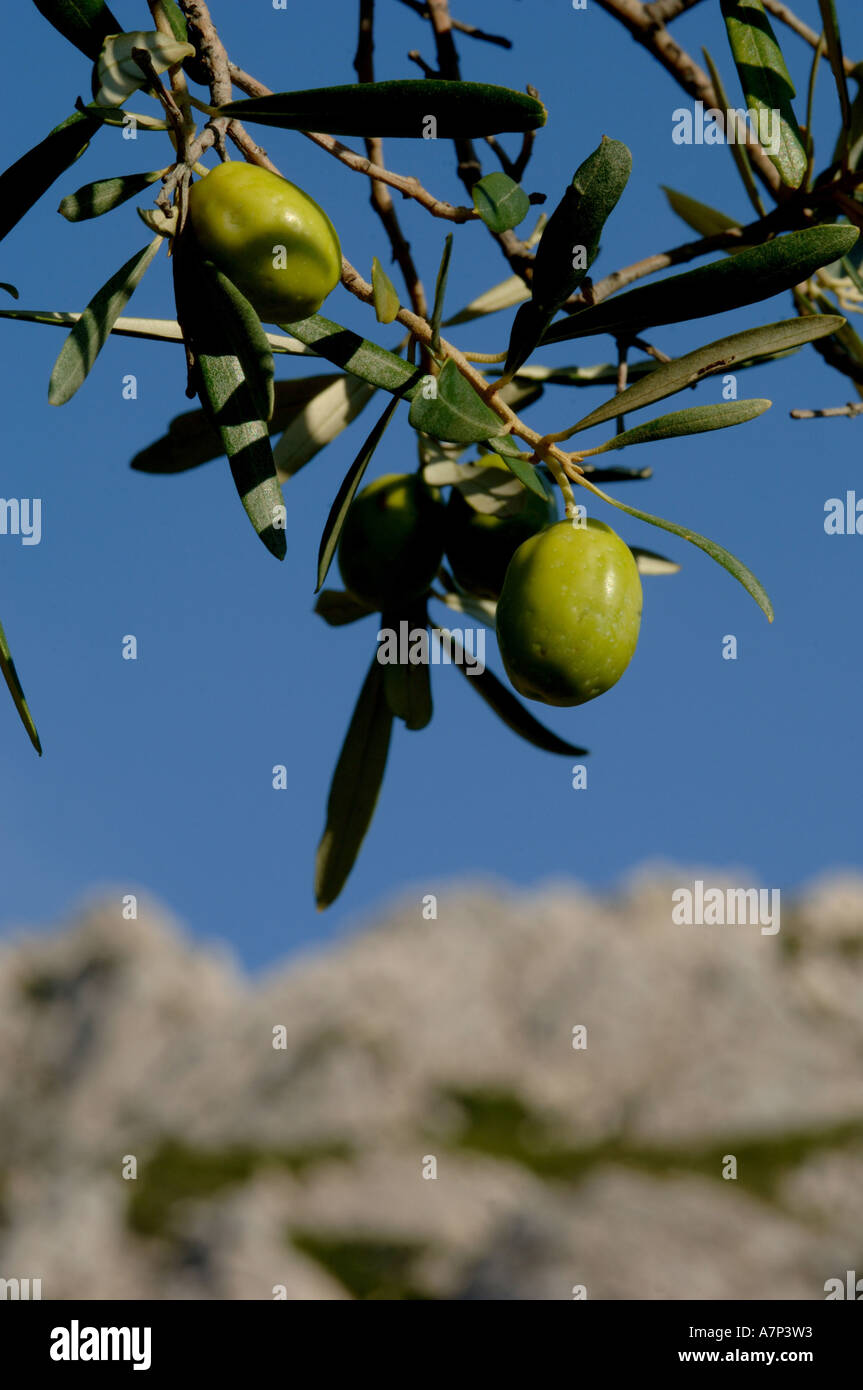 olive tree (Olea europaea), section of an olive tree with fruits ...