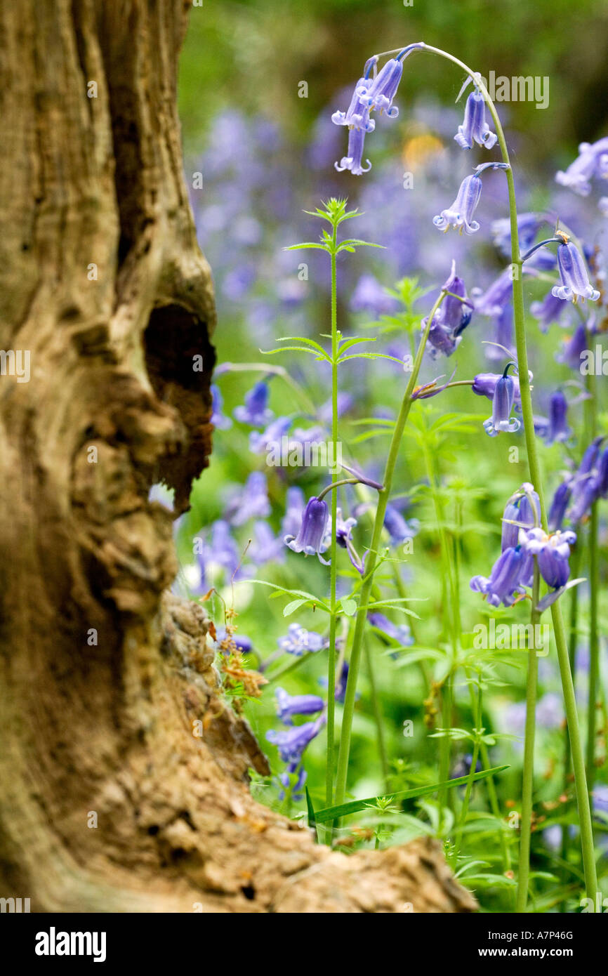 Bluebells in Hagbourne Copse, Swindon, Wiltshire, England, UK ...