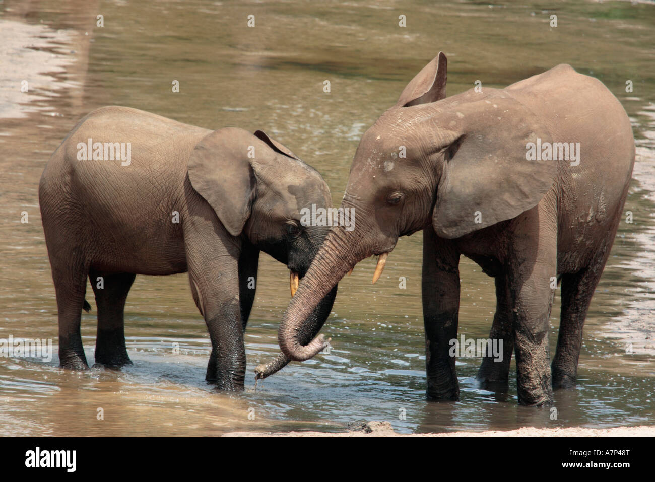 Forest Elephant (Loxodonta cyclotis), Dzanga Ndoki National Park, SW ...
