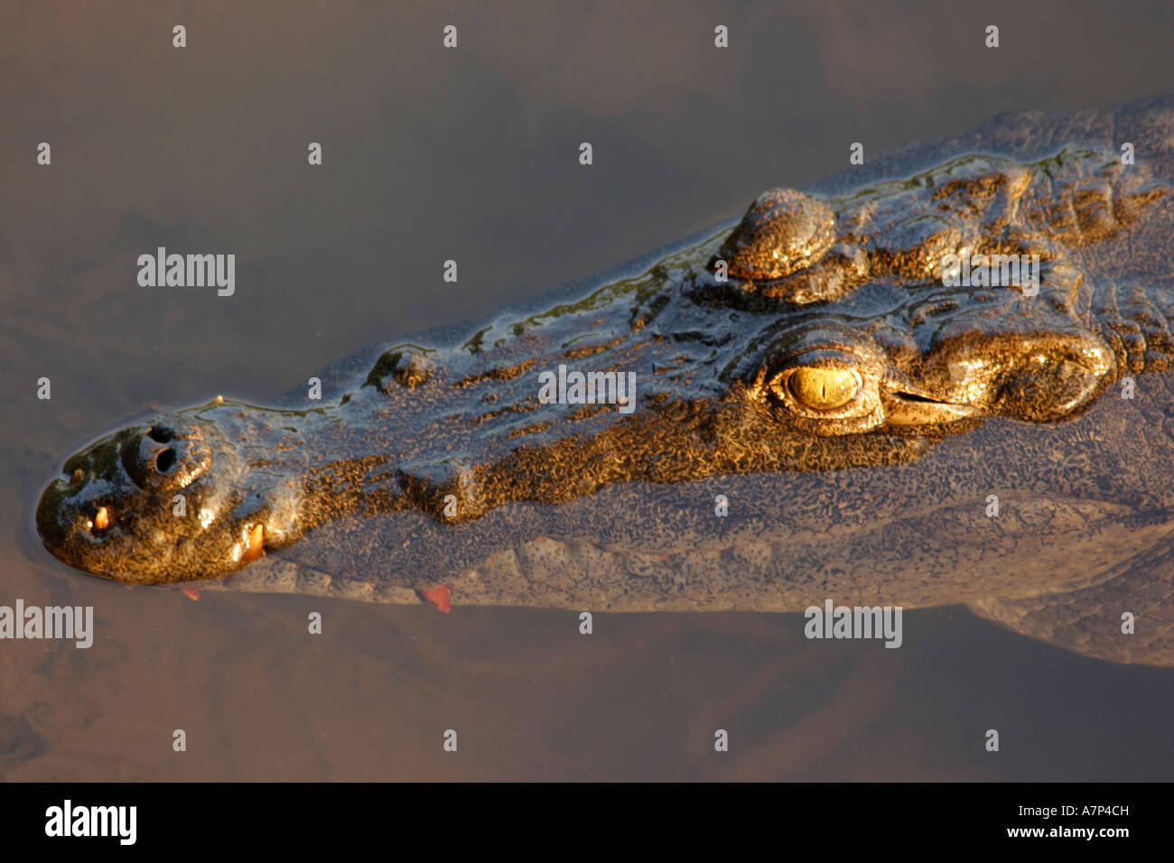 Crocodylus niloticus, Central African Republic Stock Photo - Alamy