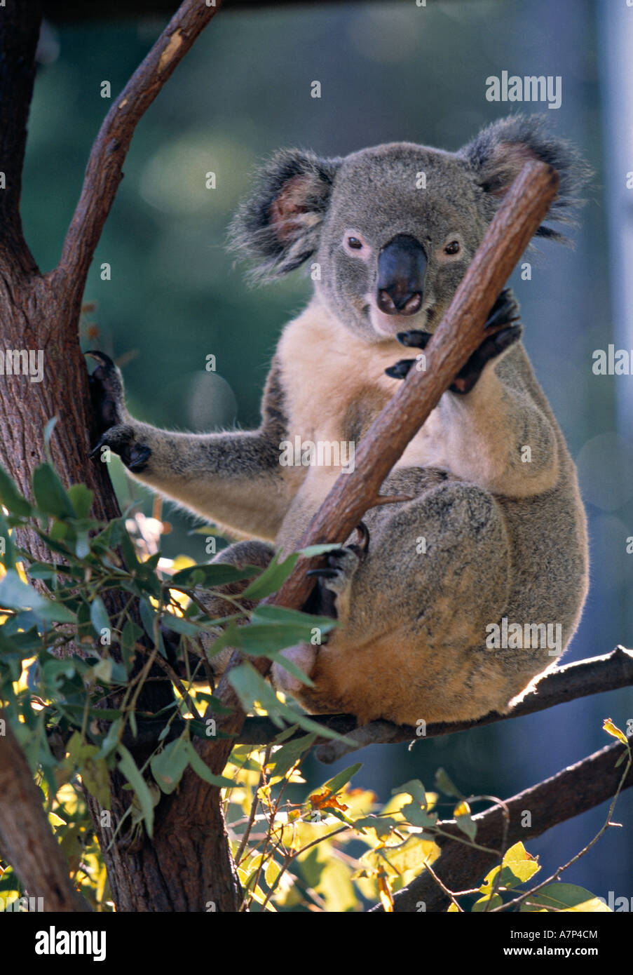 Koala bear, Australia Stock Photo - Alamy