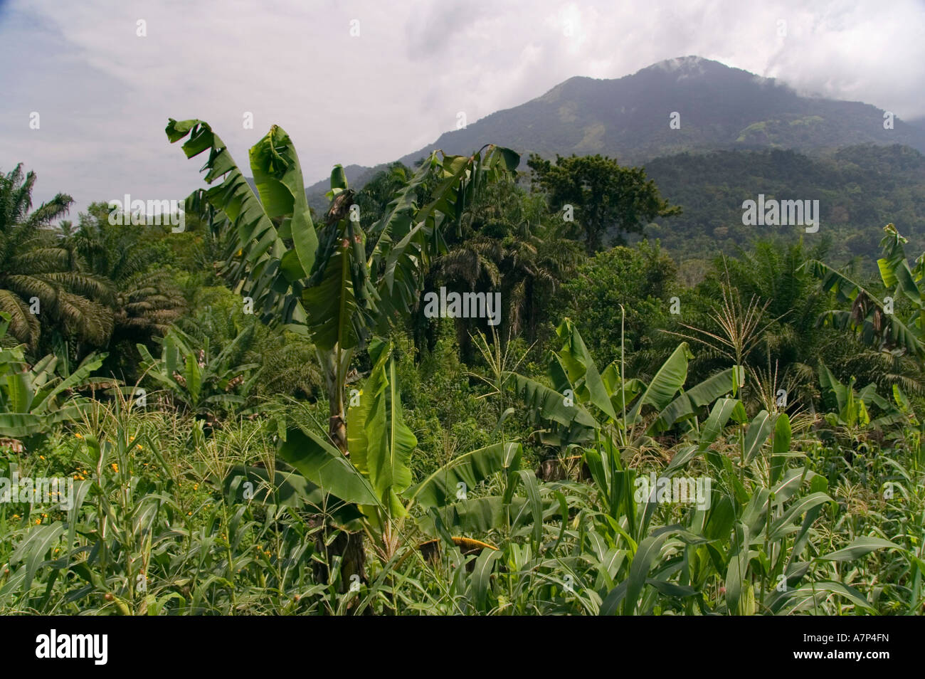 Cameroon landscape hi-res stock photography and images - Alamy