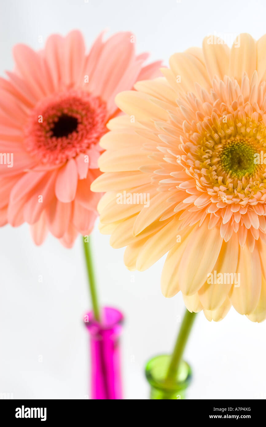 Red Pink Peach Gerbera Stock Photo - Alamy