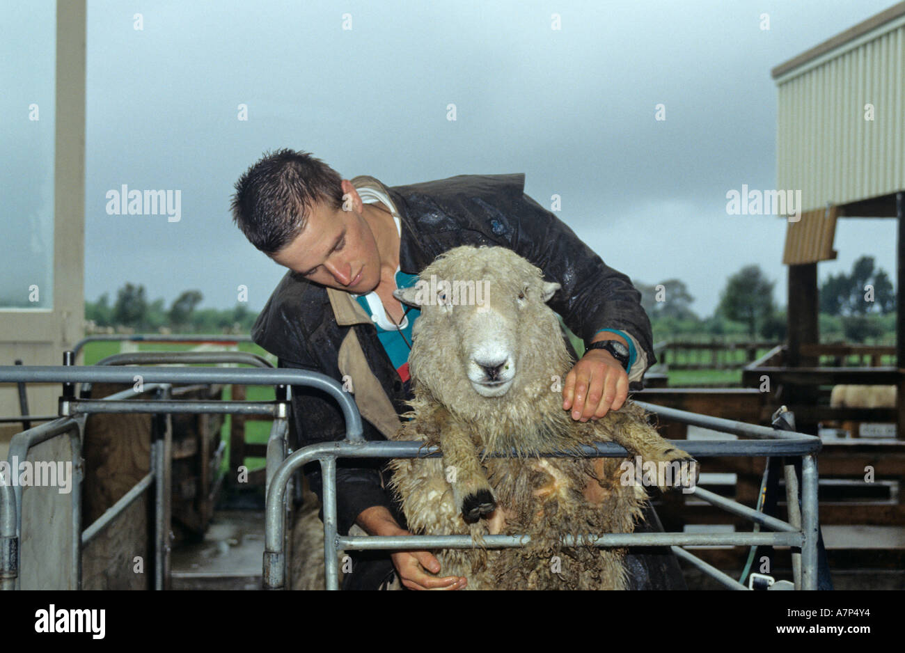 Show farm animals hi-res stock photography and images - Alamy