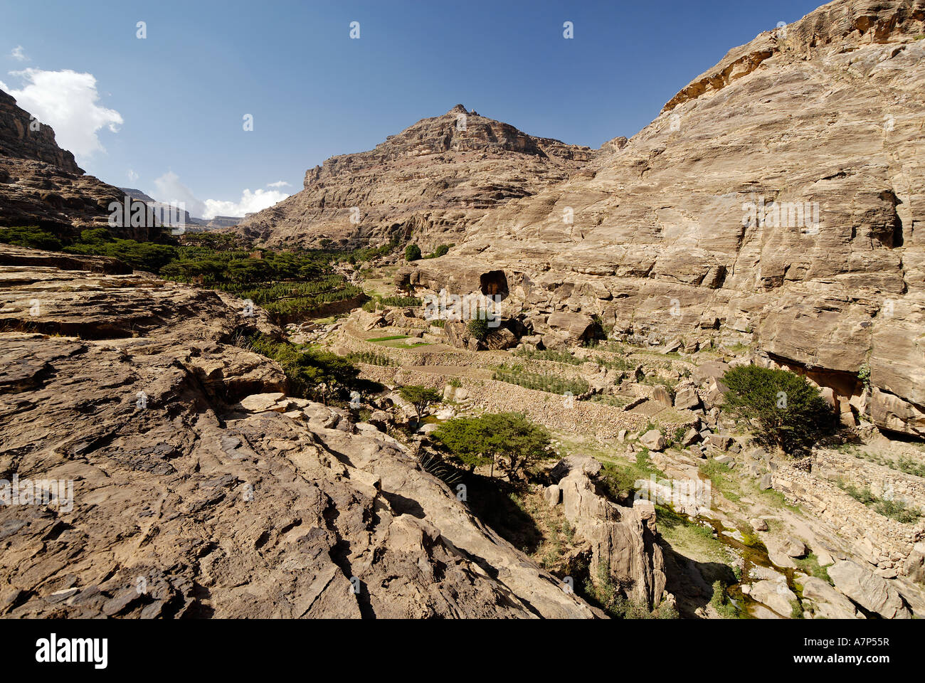Qat plantation in the jemenian mountains Yemen Stock Photo - Alamy